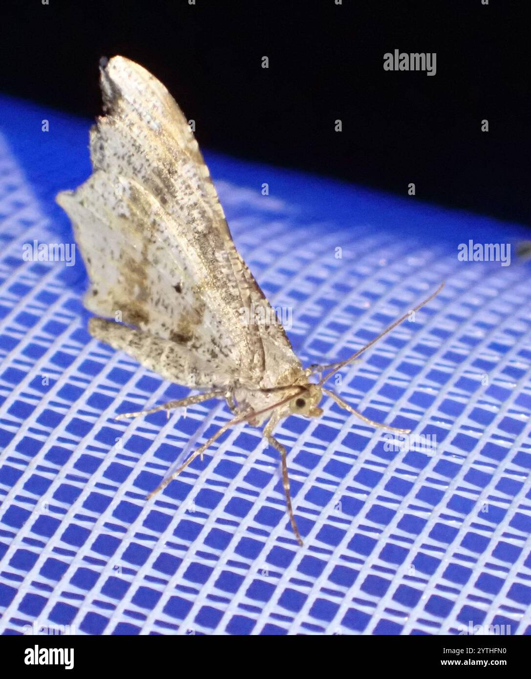 Sharp-angled Peacock Moth (Macaria alternata Stock Photo - Alamy
