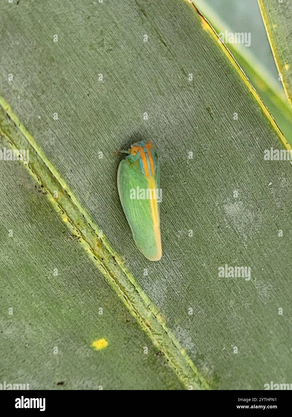 Palm Flatid Planthopper (Ormenaria rufifascia Stock Photo - Alamy