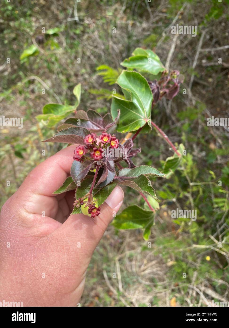 Bellyache bush hi-res stock photography and images - Alamy