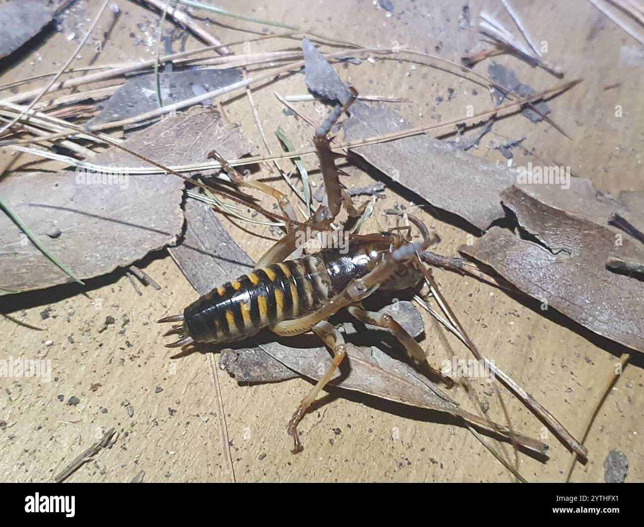 Wellington Tree Wētā (Hemideina crassidens Stock Photo - Alamy