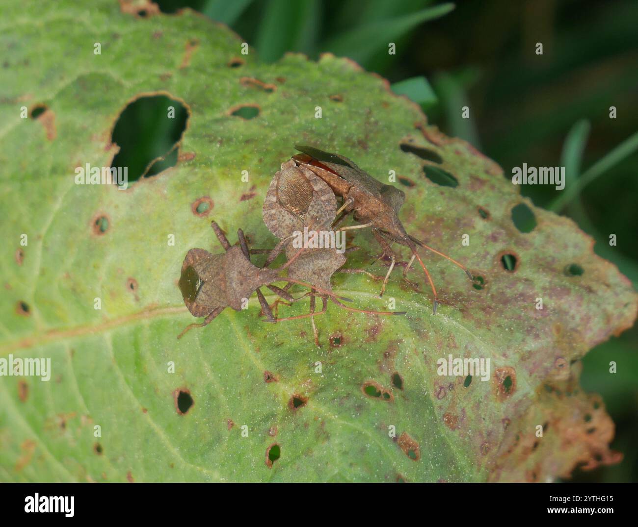 Dock Bug (Coreus marginatus Stock Photo - Alamy