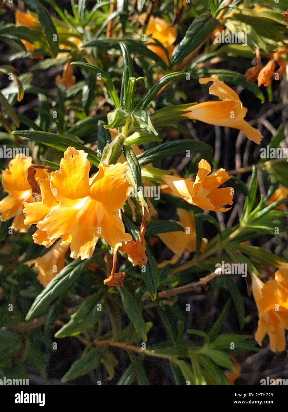 southern bush monkeyflower (Diplacus longiflorus Stock Photo - Alamy
