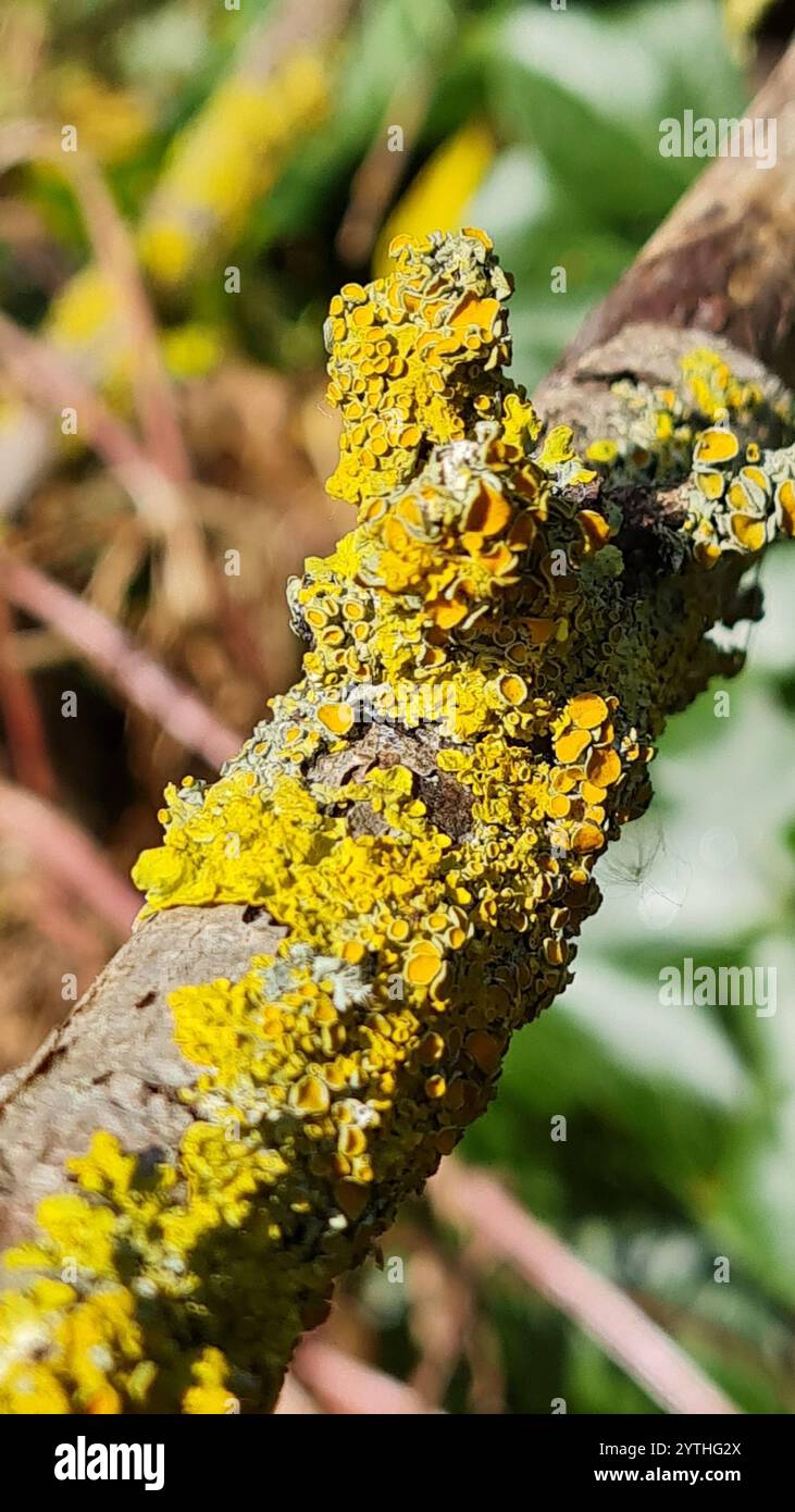 Common Sunburst Lichen (Xanthoria parietina Stock Photo - Alamy