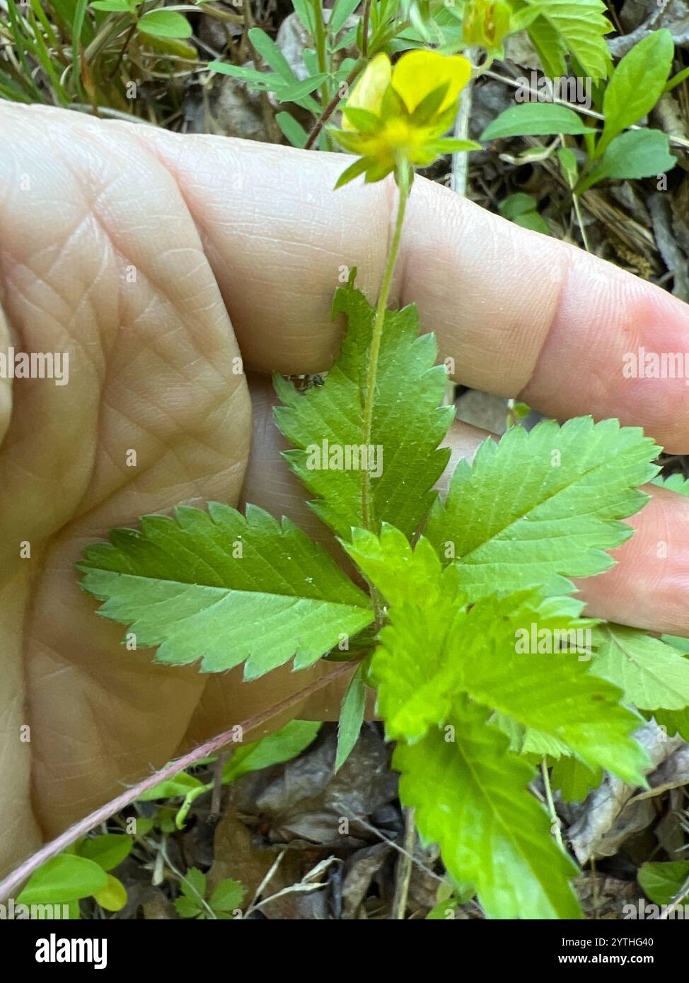 common cinquefoil (Potentilla simplex Stock Photo - Alamy