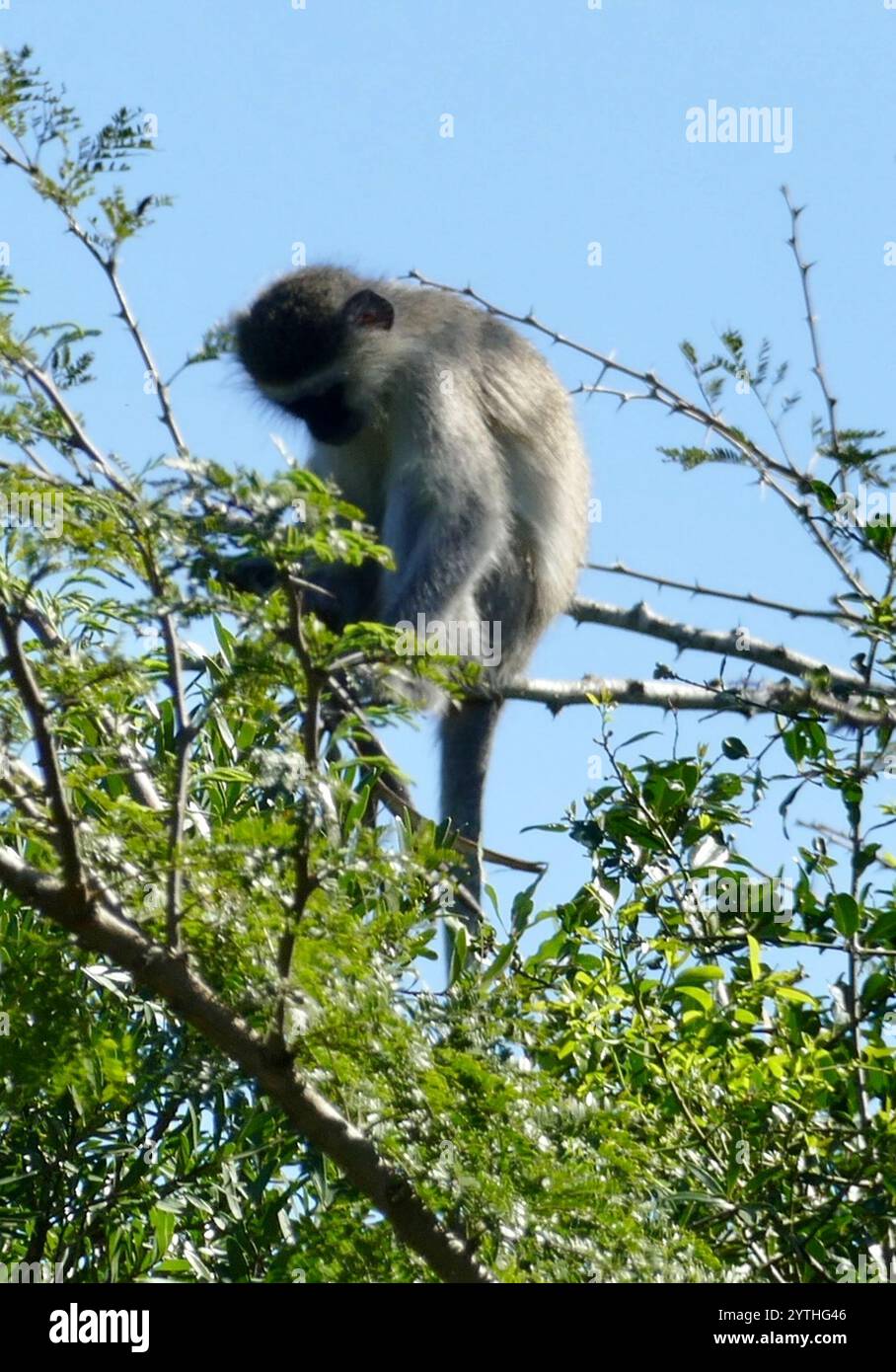 Southern Vervet Monkey (Chlorocebus pygerythrus pygerythrus Stock Photo ...
