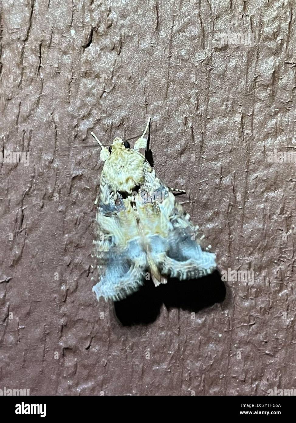 Velvet Armyworm Moth (Spodoptera latifascia Stock Photo - Alamy