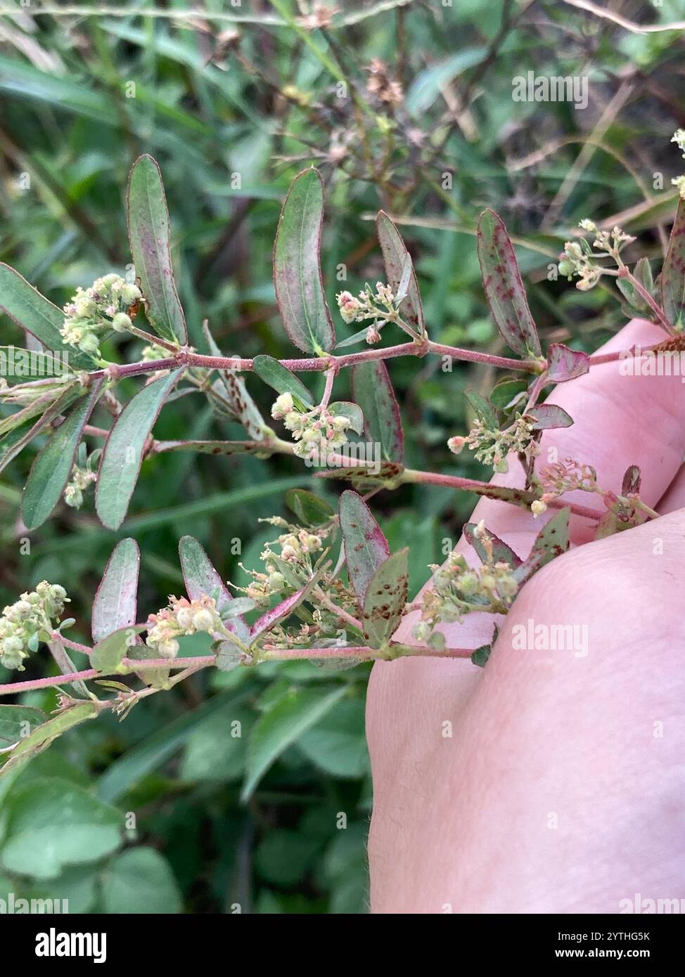 Roadside Sandmat (Euphorbia lasiocarpa Stock Photo - Alamy