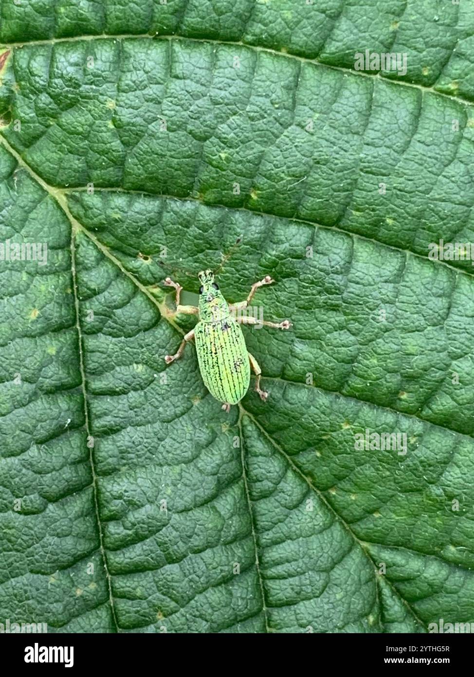 Green Immigrant Leaf Weevil (Polydrusus formosus Stock Photo - Alamy