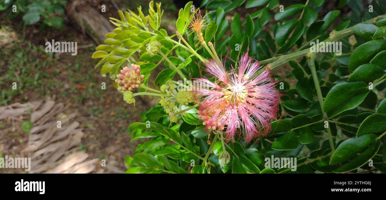 Monkey pod tree (Samanea saman Stock Photo - Alamy