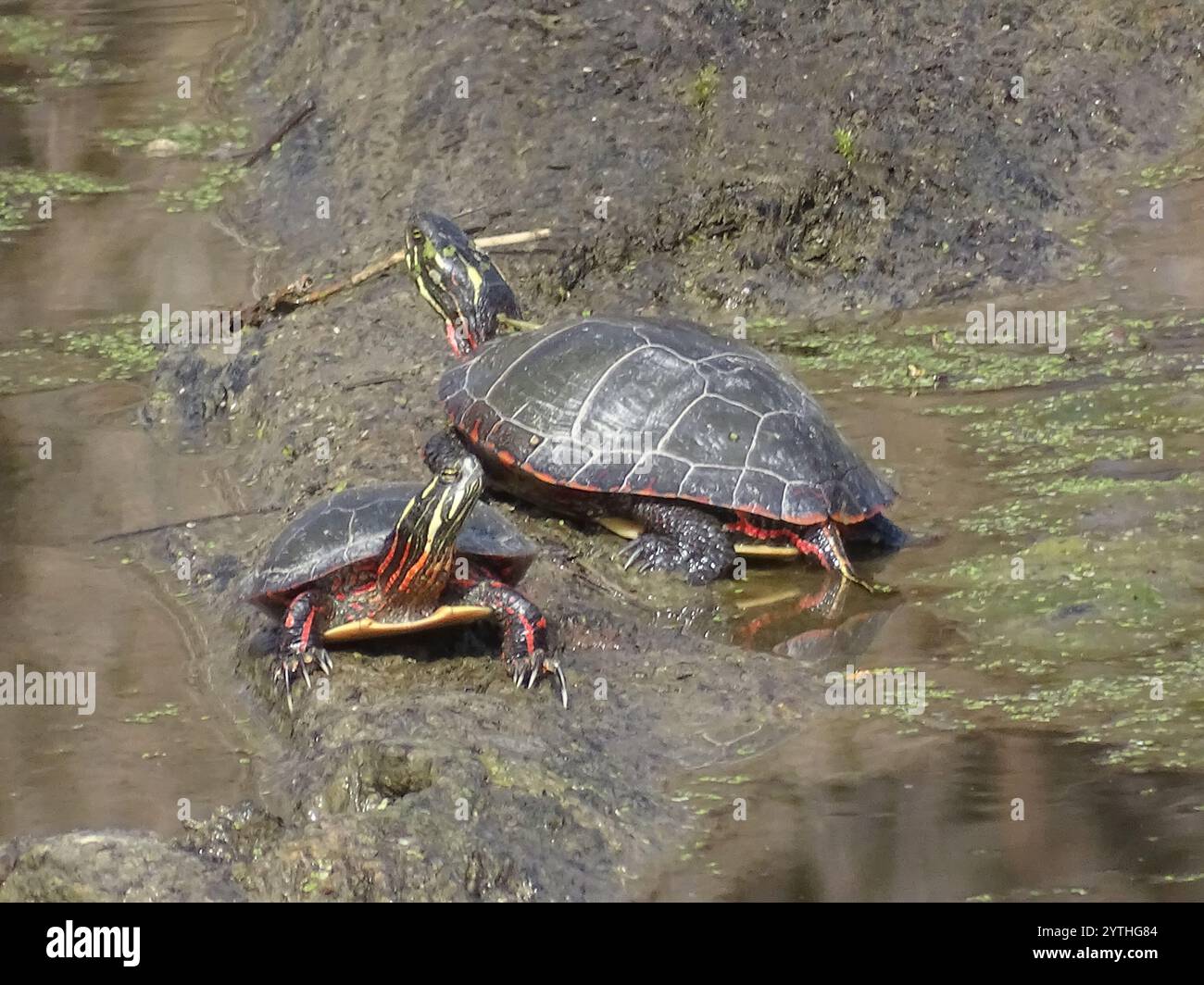 Midland Painted Turtle (Chrysemys picta marginata Stock Photo - Alamy