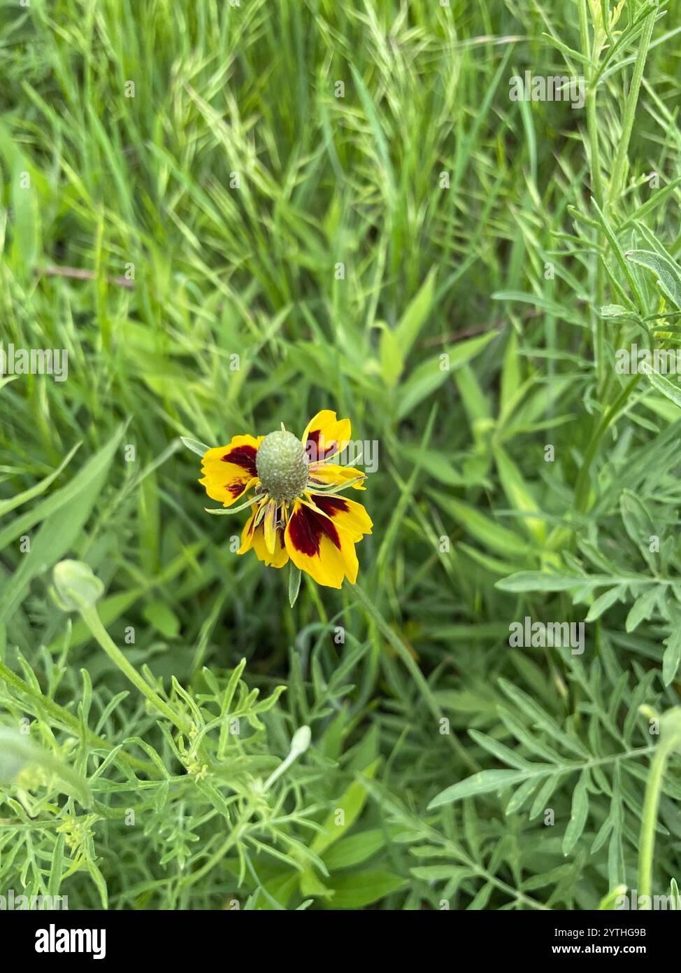 upright prairie coneflower (Ratibida columnifera Stock Photo - Alamy