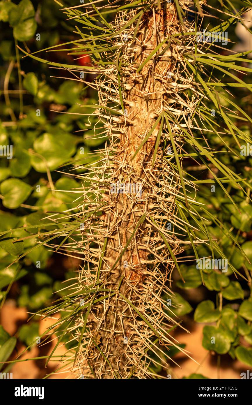 Natural very close up wicked spines of Didierea Madagascariensis ...