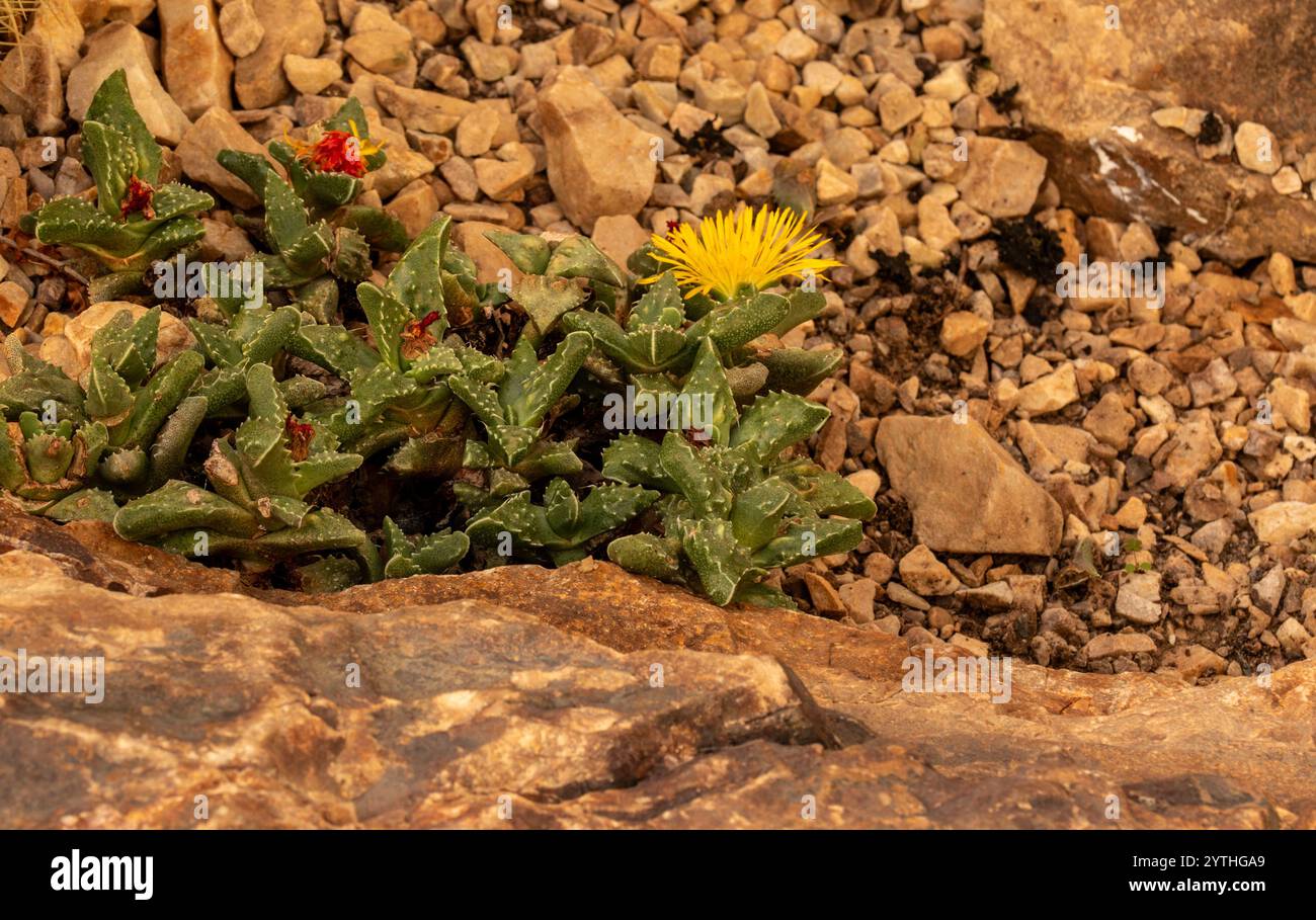 Intimate desert landscape with pebbles and rocks featuring Faucaria ...