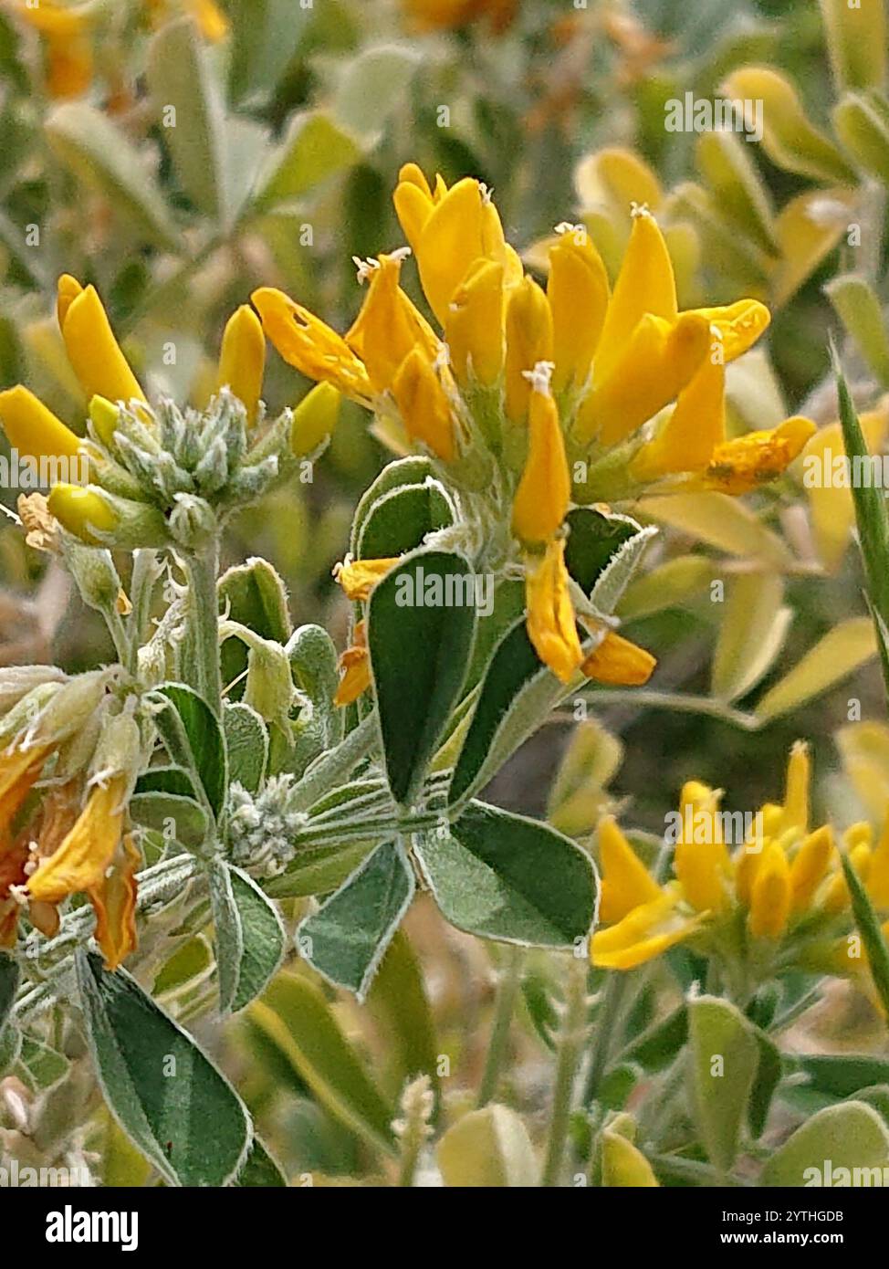 Medicago arborea hi-res stock photography and images - Alamy