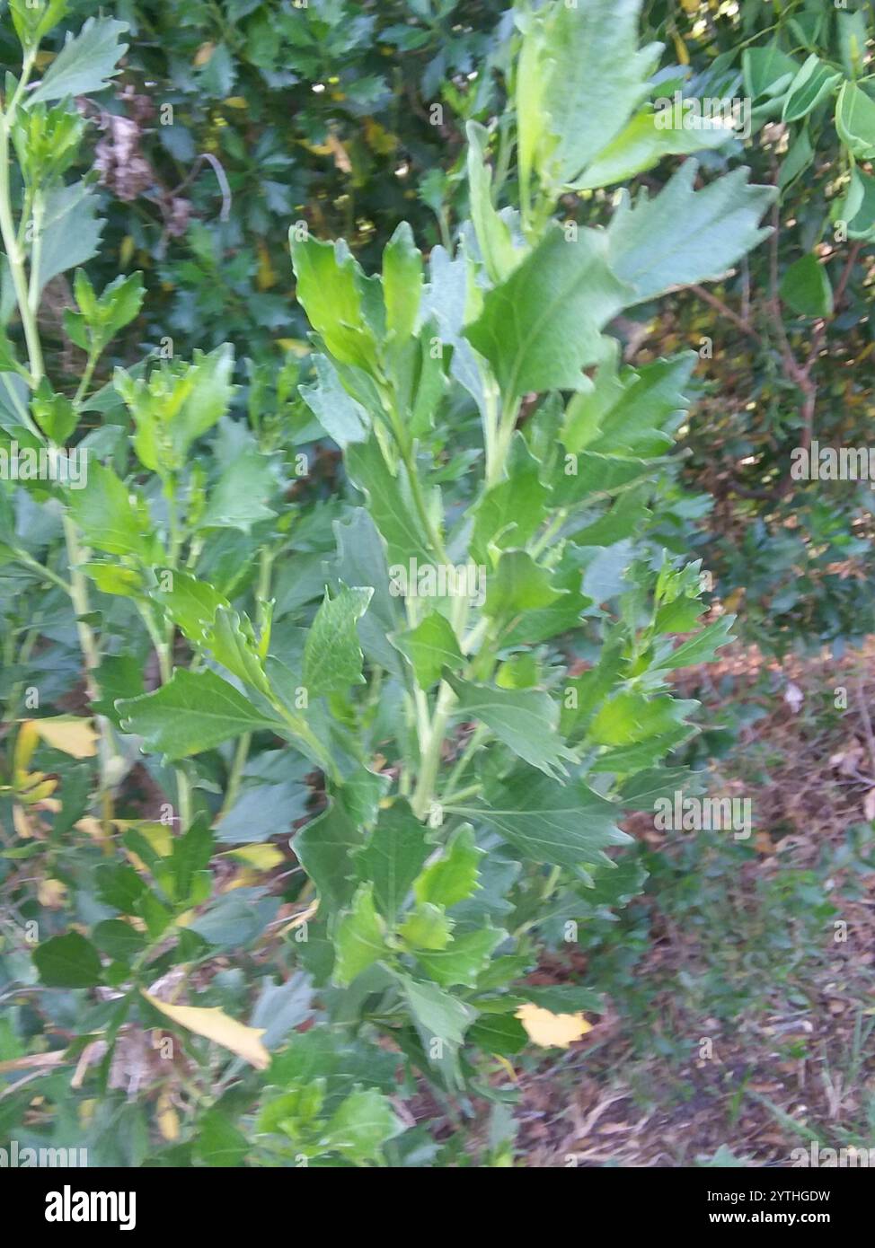 groundsel tree (Baccharis halimifolia Stock Photo - Alamy