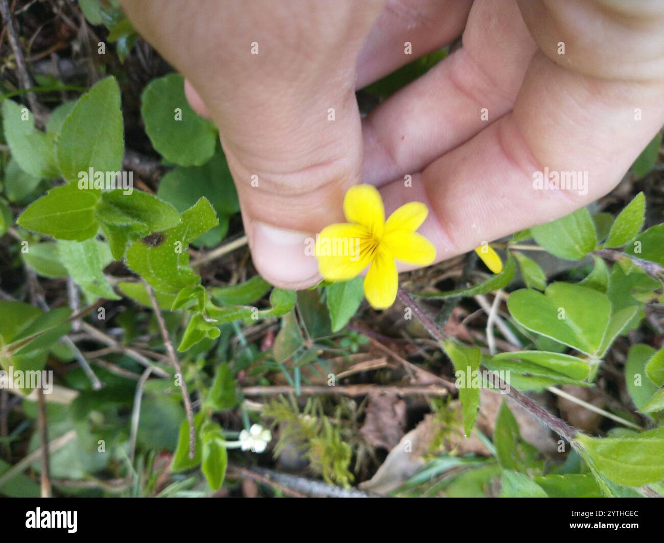 Redwood Violet (Viola sempervirens Stock Photo - Alamy