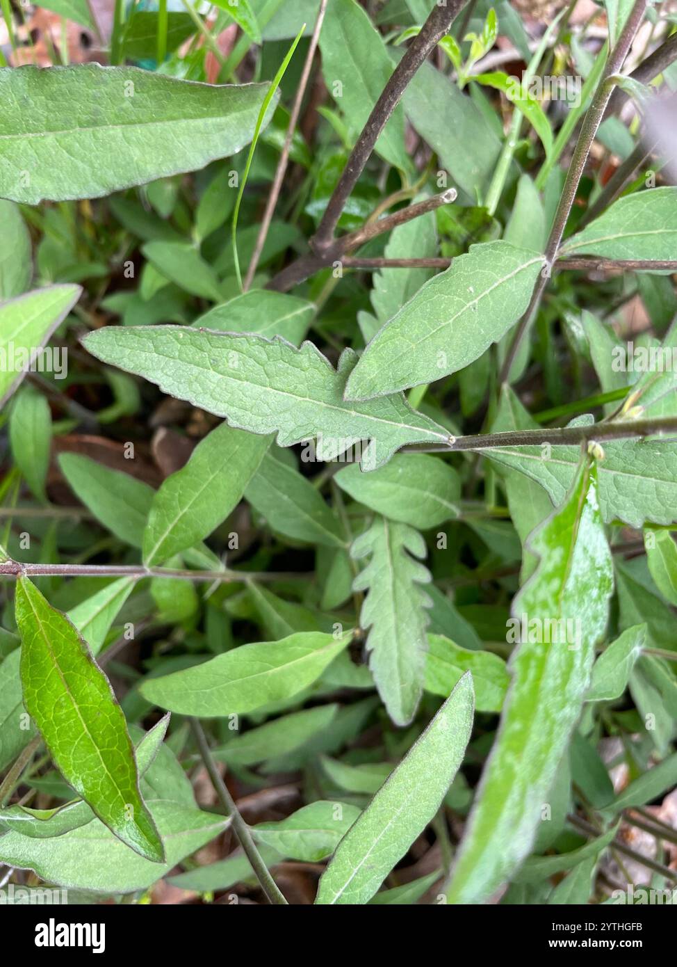 downy yellow false foxglove (Aureolaria virginica Stock Photo - Alamy