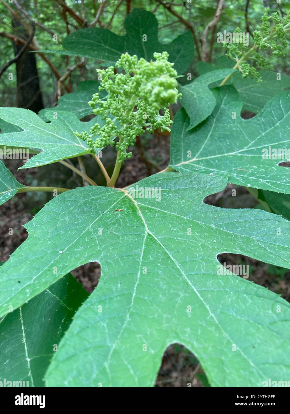 oakleaf hydrangea (Hydrangea quercifolia Stock Photo - Alamy