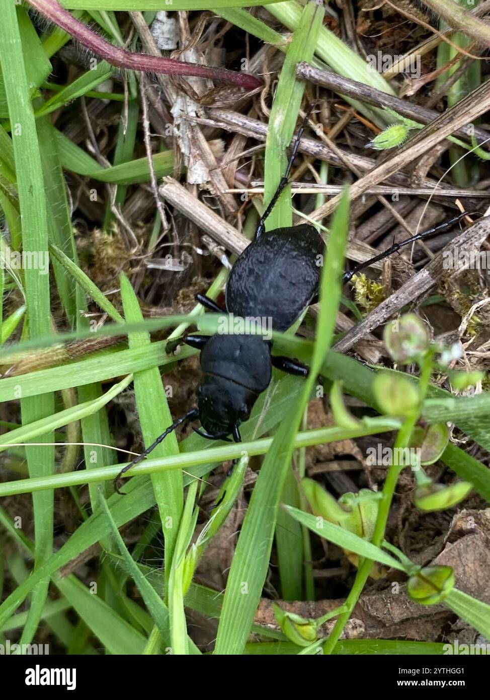 Greater Night-stalking Tiger Beetle (Omus dejeanii Stock Photo - Alamy