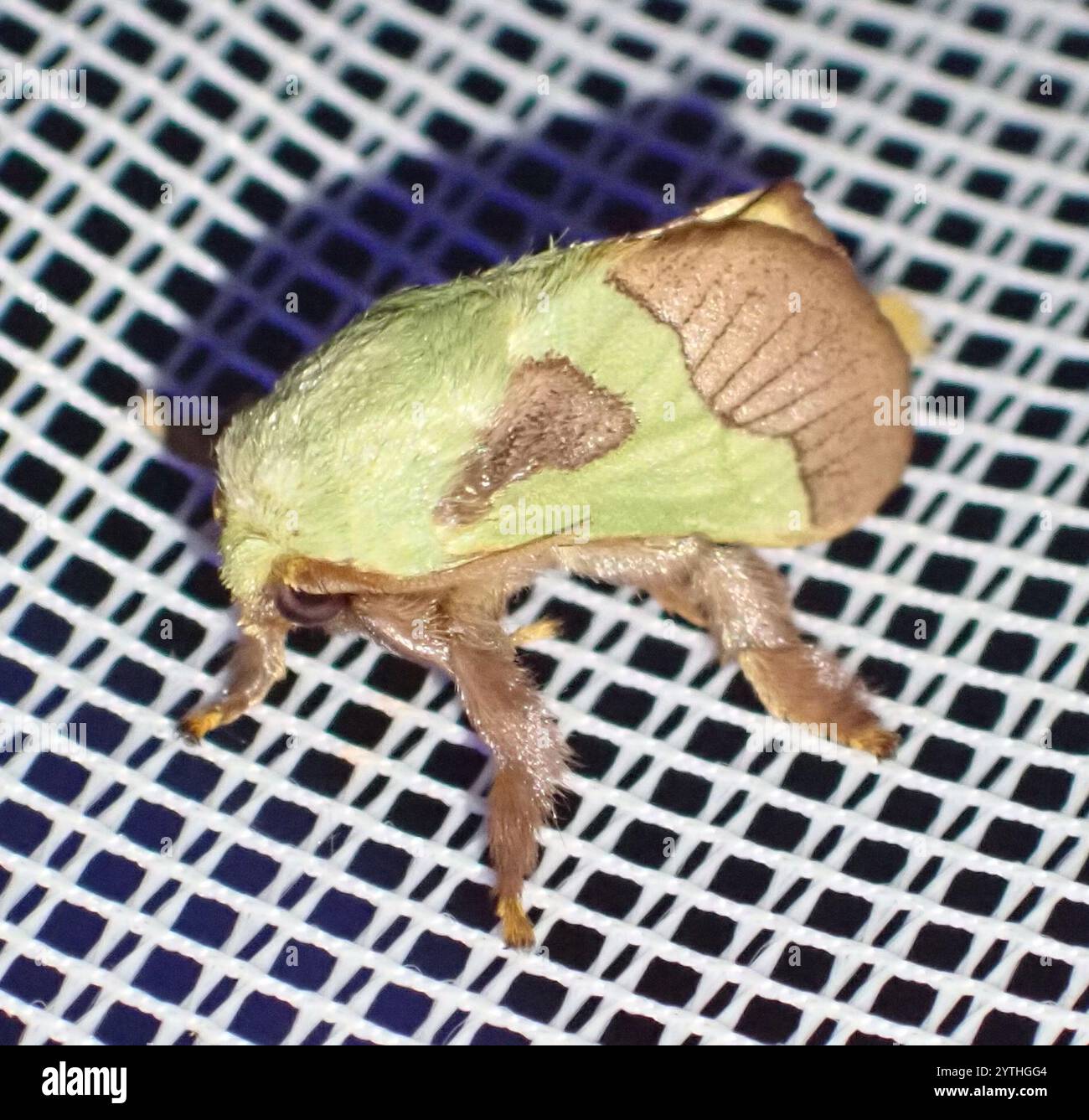 Plum-slug (Latoia latistriga Stock Photo - Alamy