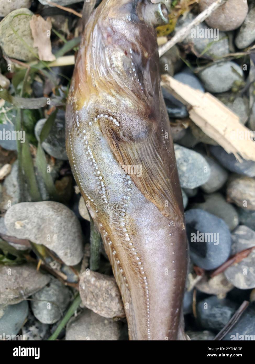 Plainfin hi-res stock photography and images - Alamy
