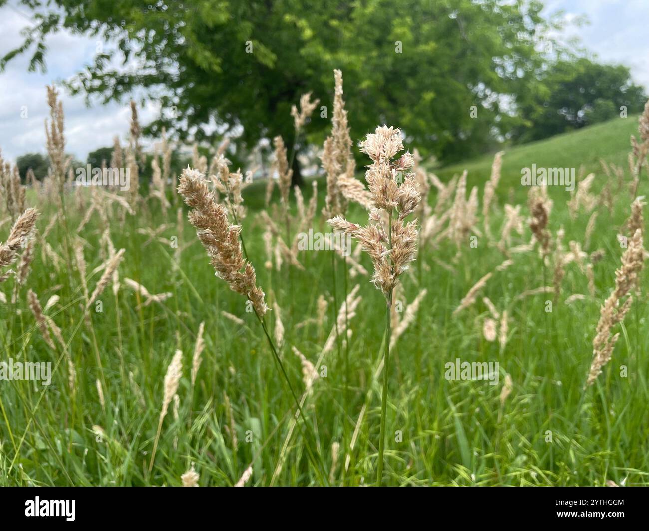 Texas bluegrass (Poa arachnifera Stock Photo - Alamy