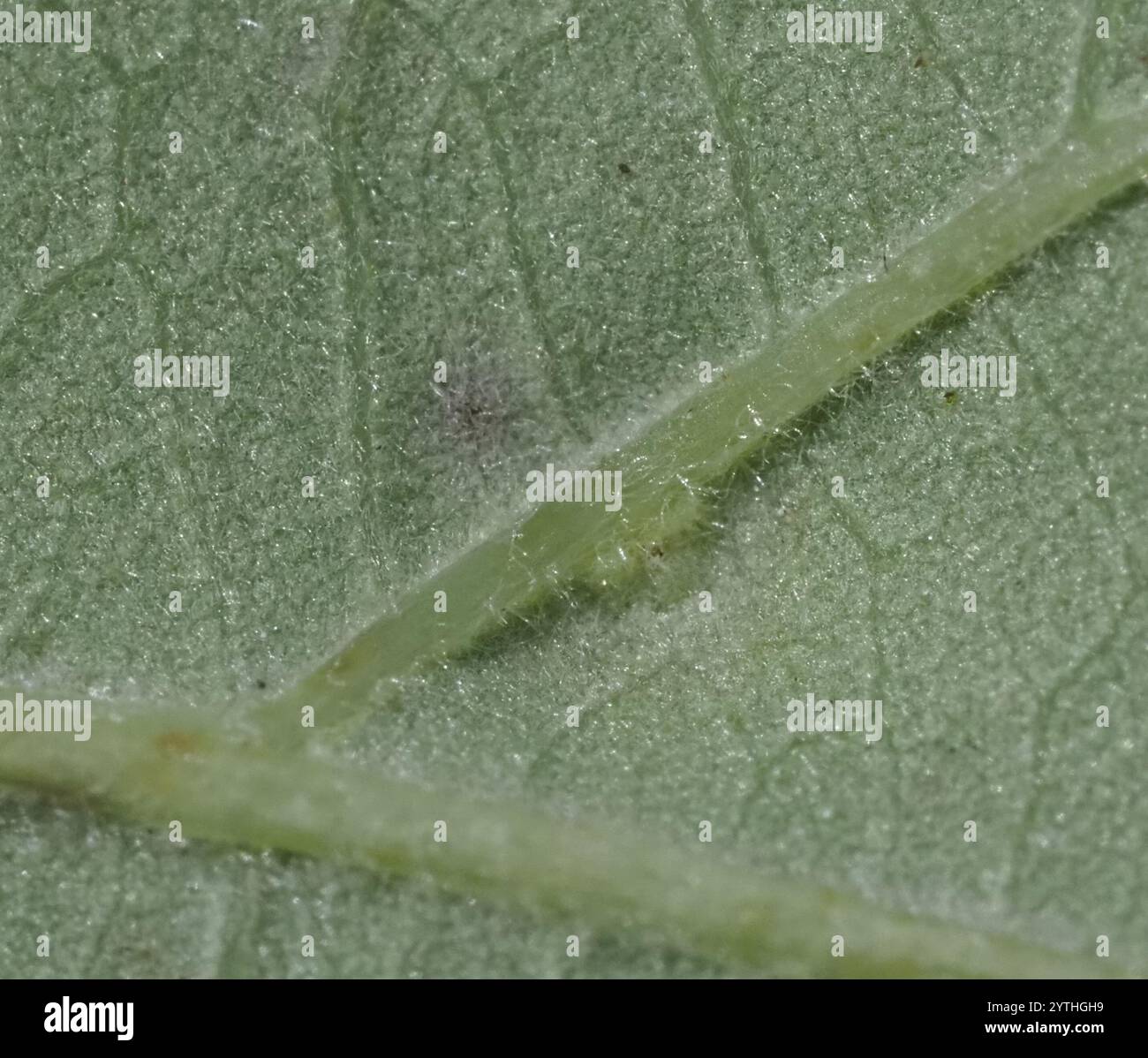 oak flake gall wasp (Neuroterus quercusverrucarum Stock Photo - Alamy