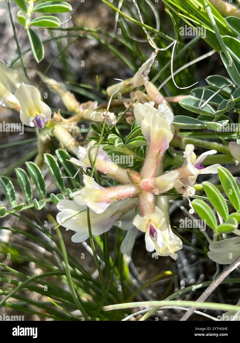 Ground-plum (Astragalus crassicarpus Stock Photo - Alamy