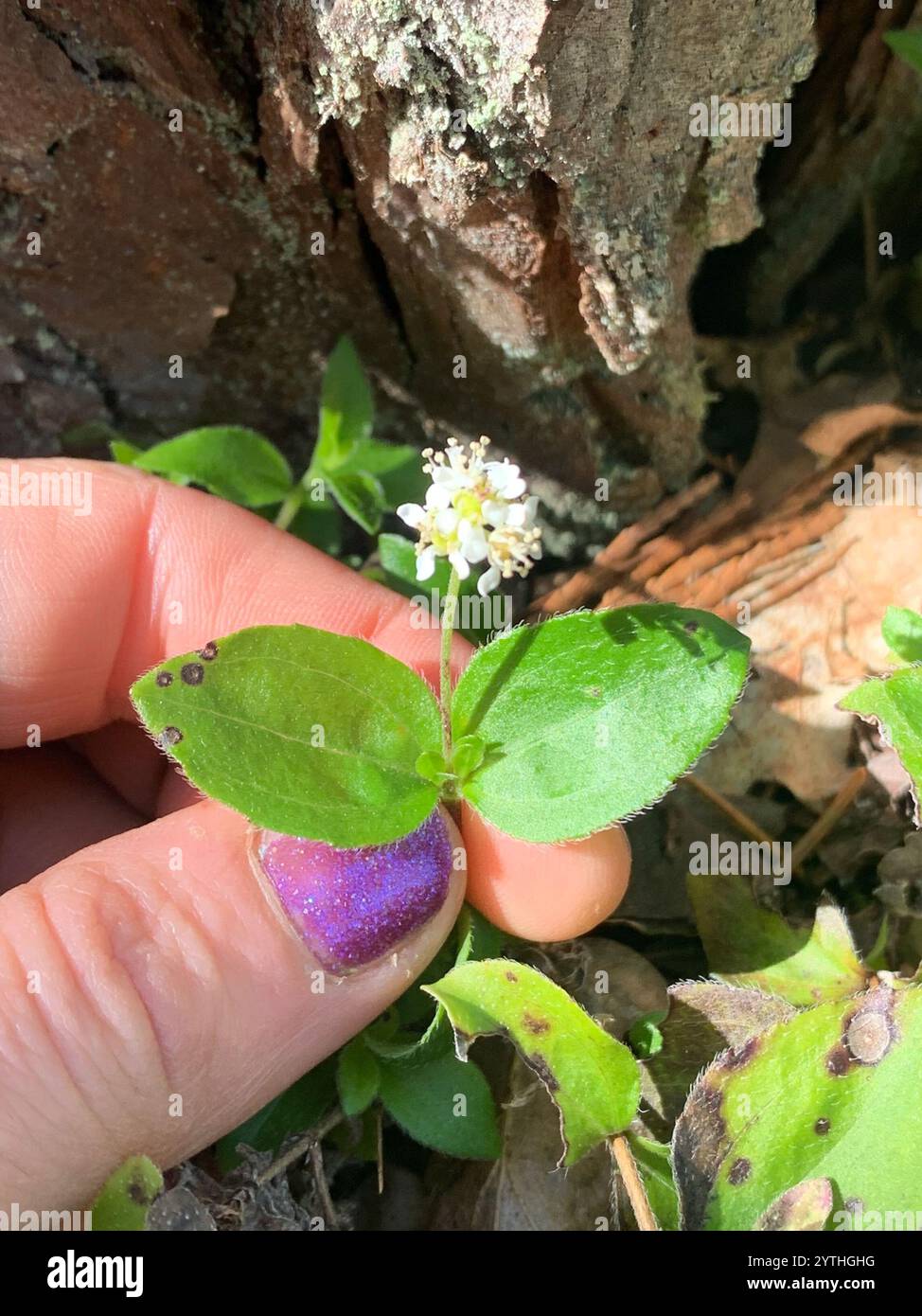 Whipplea modesta hi-res stock photography and images - Alamy