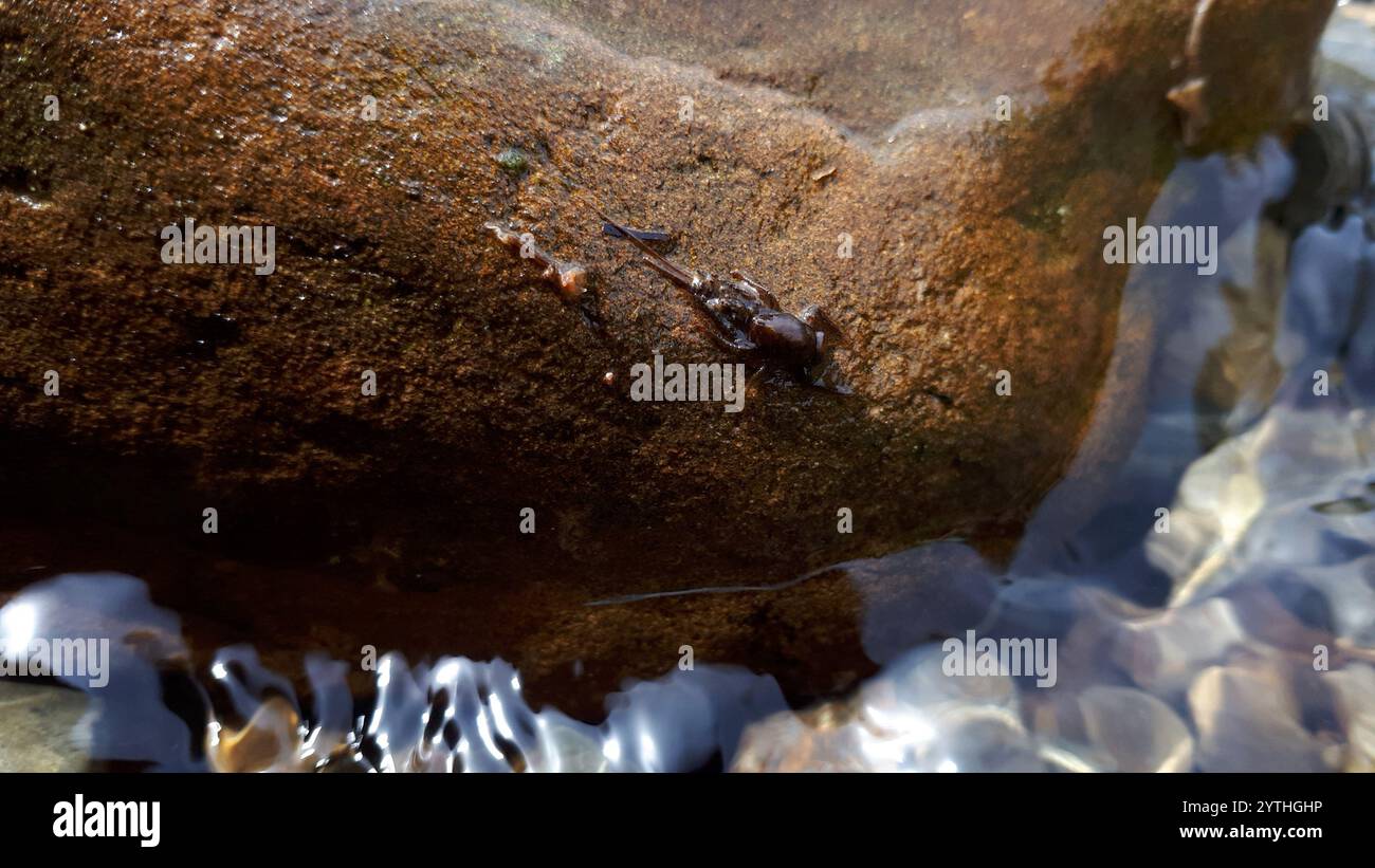 Coloburiscus humeralis hi-res stock photography and images - Alamy