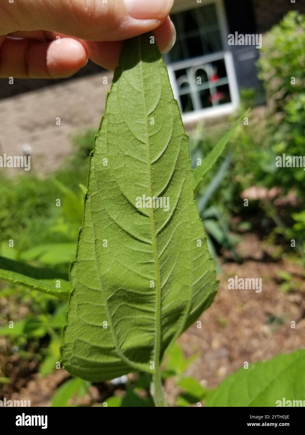stiff-hair sunflower (Helianthus hirsutus Stock Photo - Alamy
