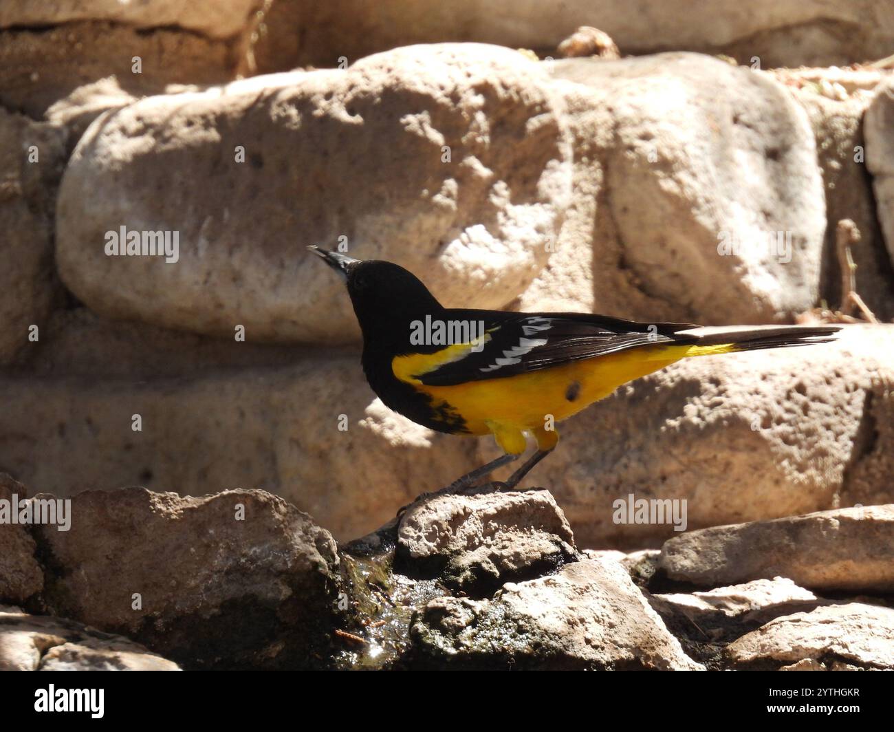 Scott's Oriole (Icterus parisorum Stock Photo - Alamy