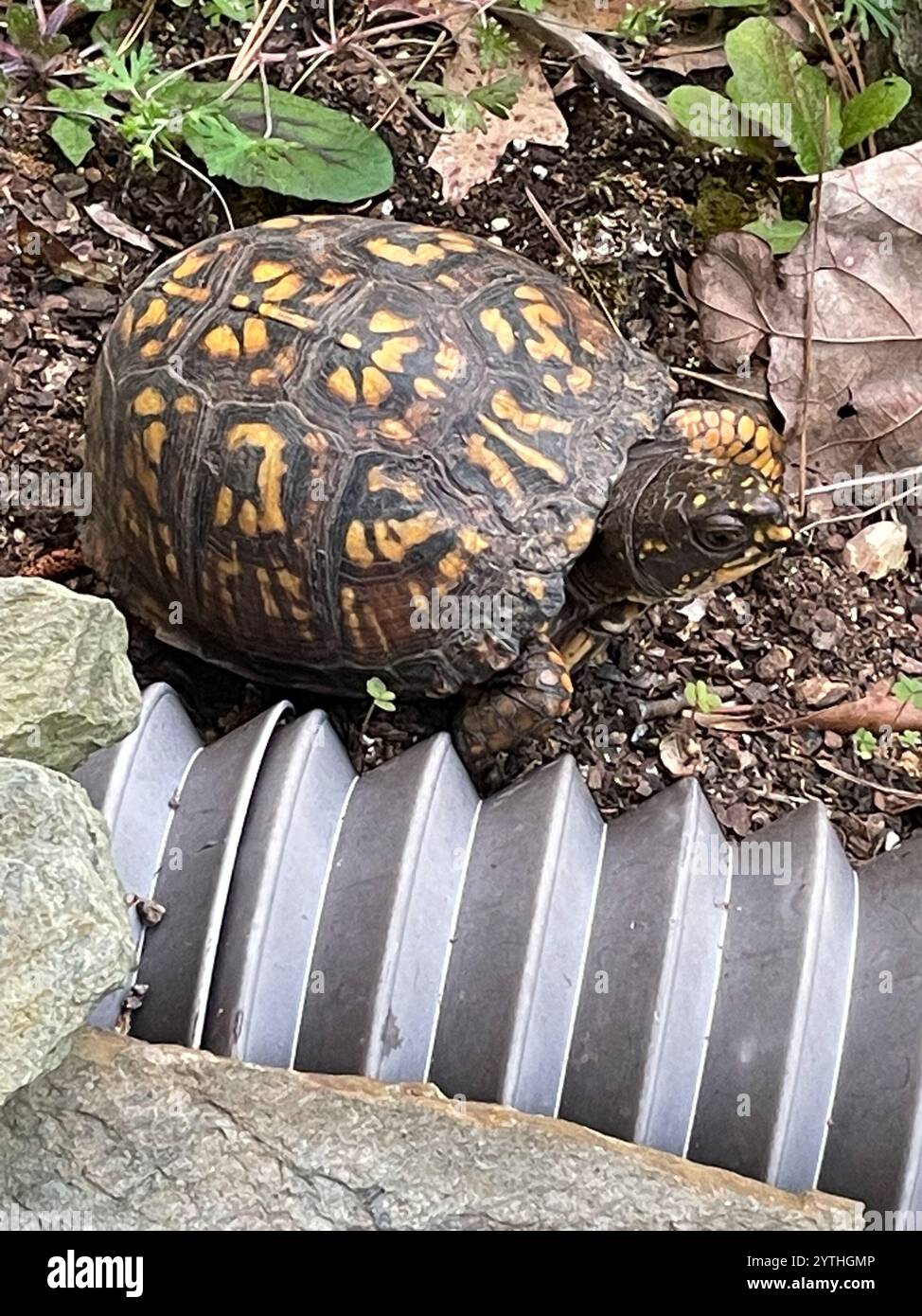 Eastern Box Turtle (Terrapene carolina carolina Stock Photo - Alamy