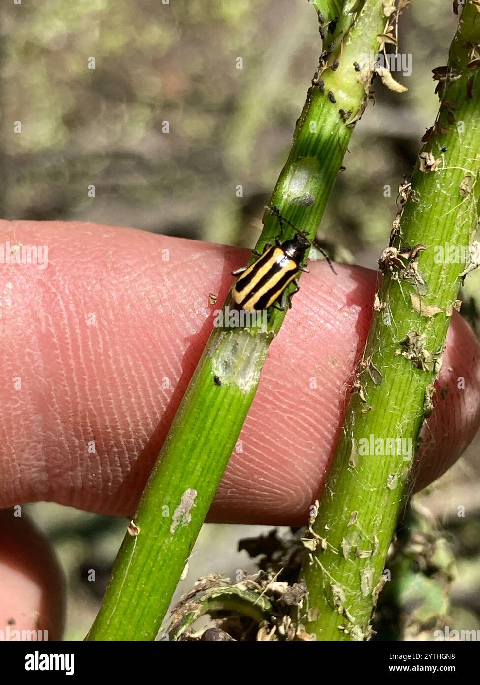 Alligatorweed Flea Beetle (Agasicles hygrophila Stock Photo - Alamy