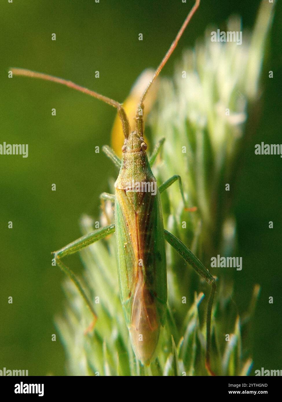 Grass bug (Stenodema laevigata Stock Photo - Alamy