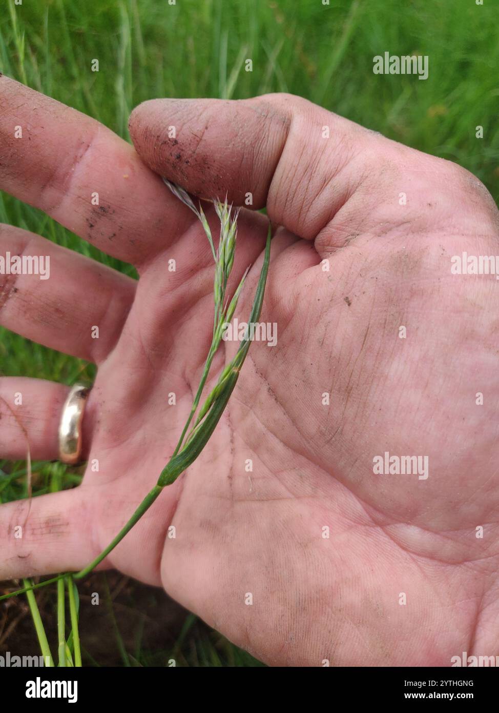 red fescue (Festuca rubra Stock Photo - Alamy