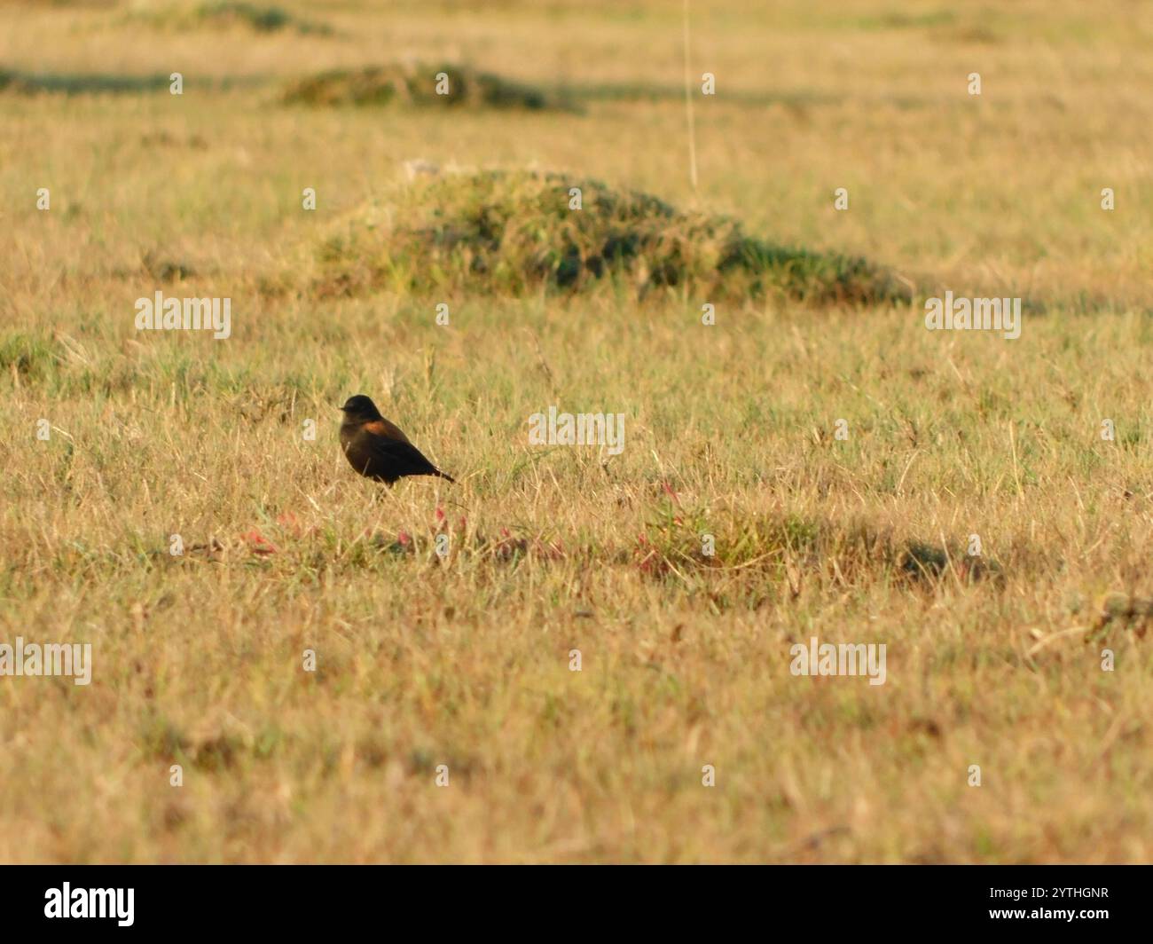 Lessonia hi-res stock photography and images - Alamy