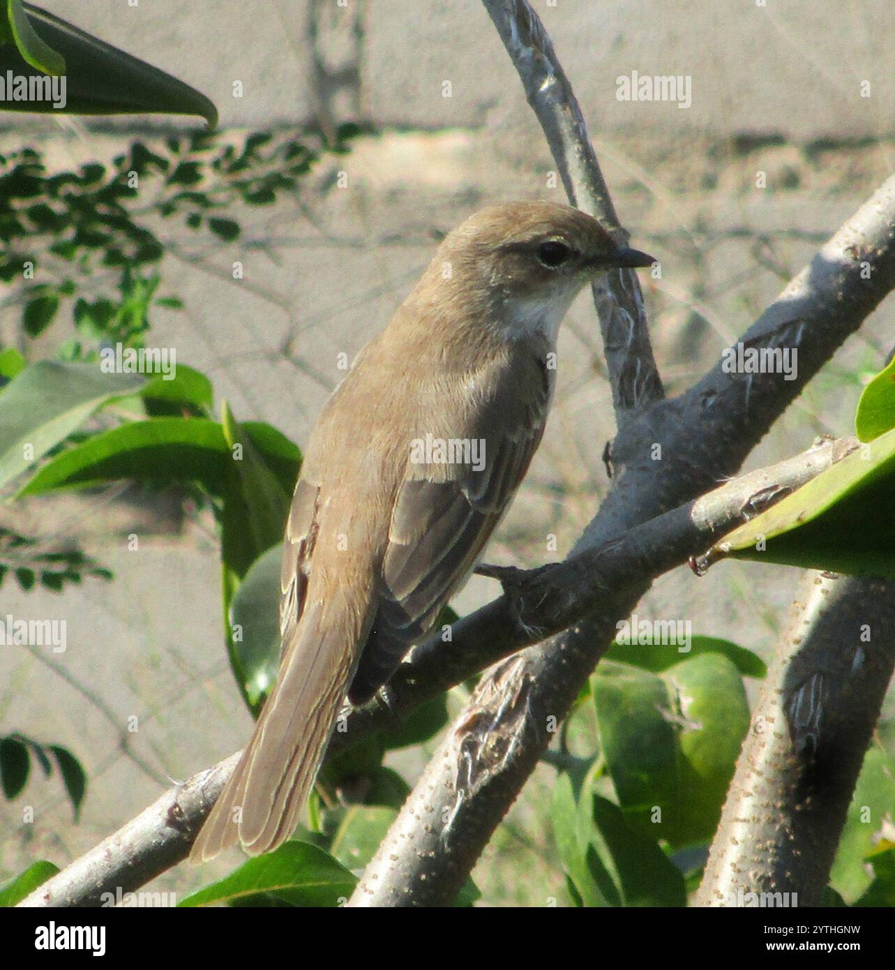 Marico flycatcher hi-res stock photography and images - Alamy