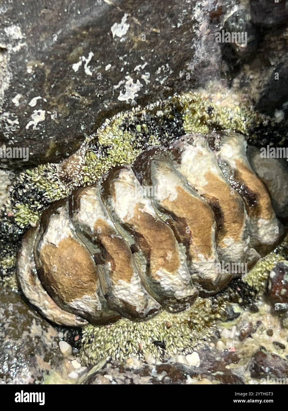 West Indian Fuzzy Chiton (Acanthopleura granulata Stock Photo - Alamy