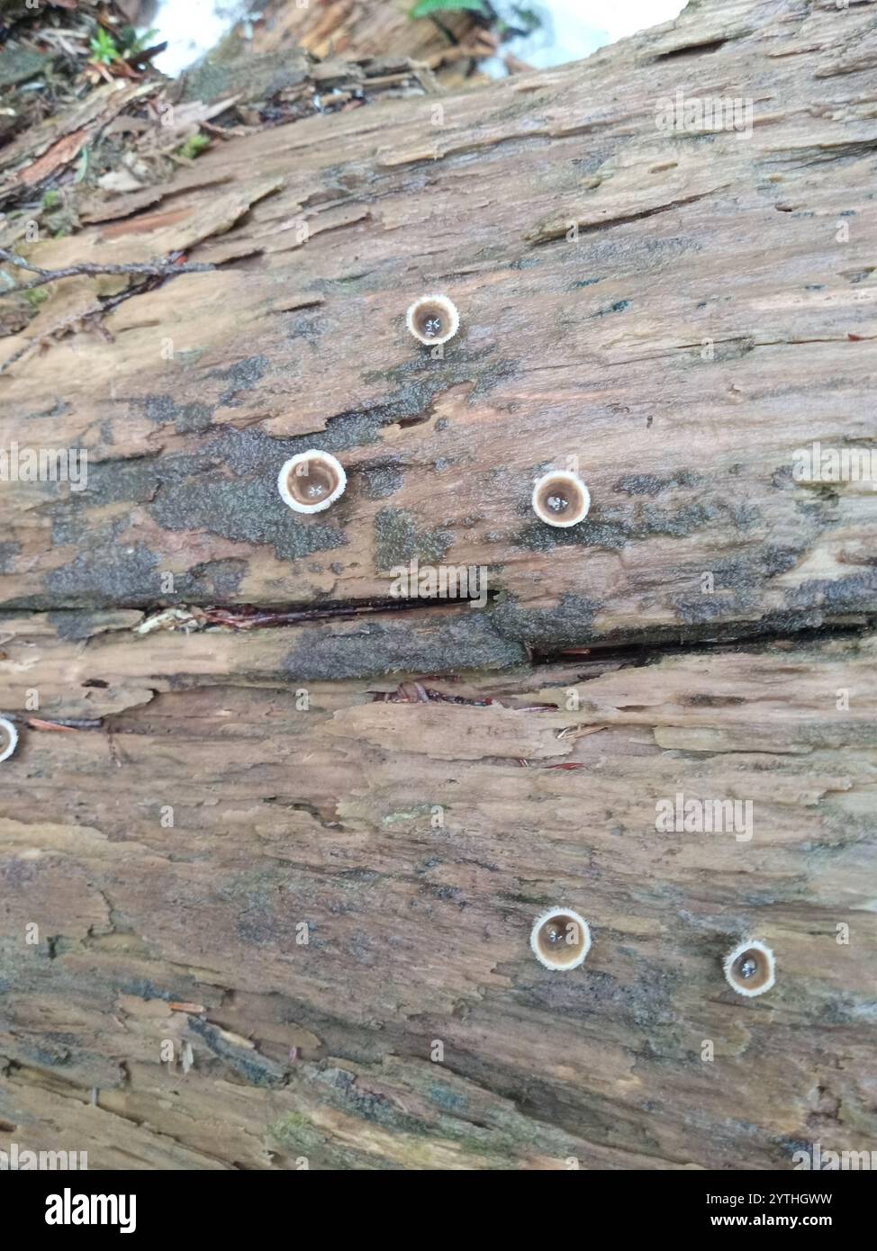 jellied bird's nest fungus (Nidula candida Stock Photo - Alamy