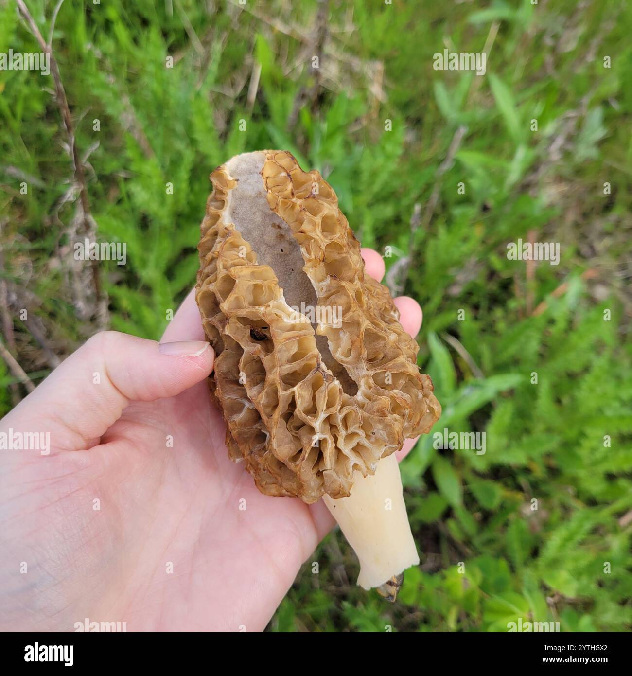 true morels (Morchella Stock Photo - Alamy