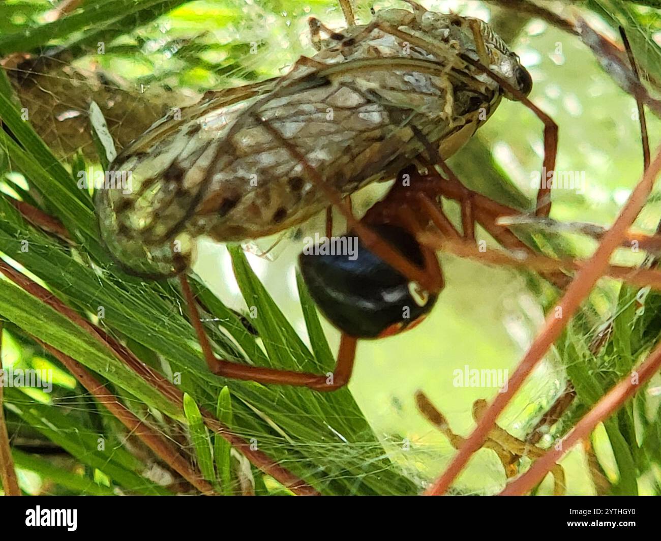 Red Widow (Latrodectus bishopi Stock Photo - Alamy