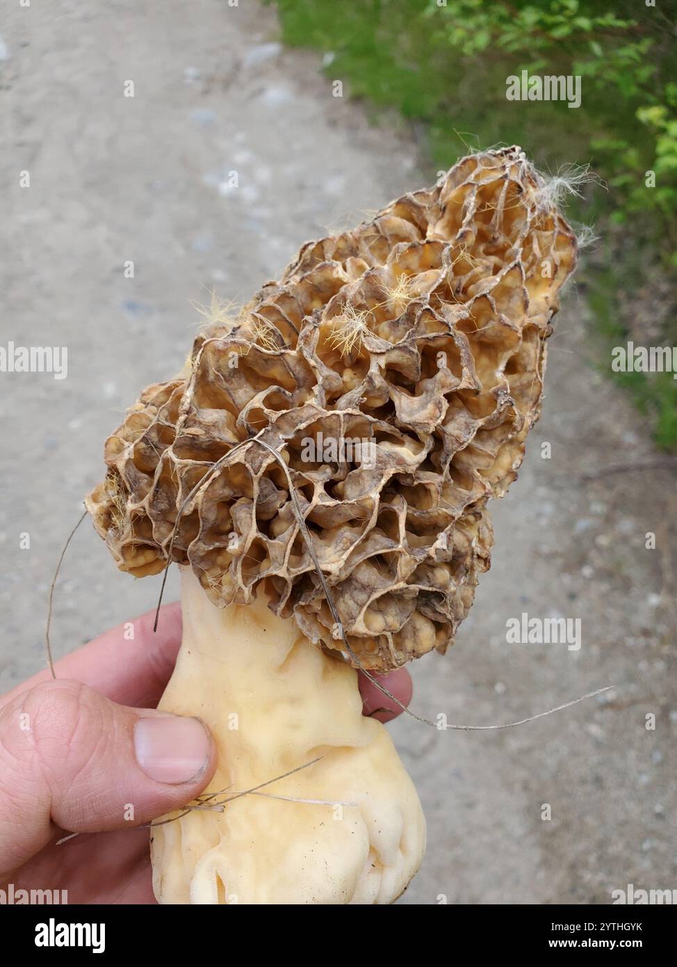true morels (Morchella Stock Photo - Alamy