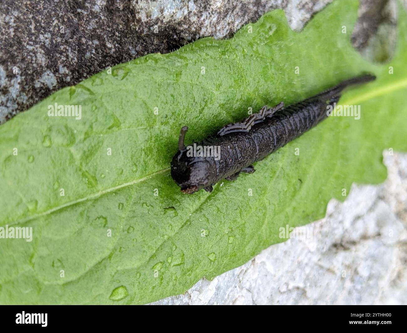Winged and Once-winged Insects (Pterygota Stock Photo - Alamy