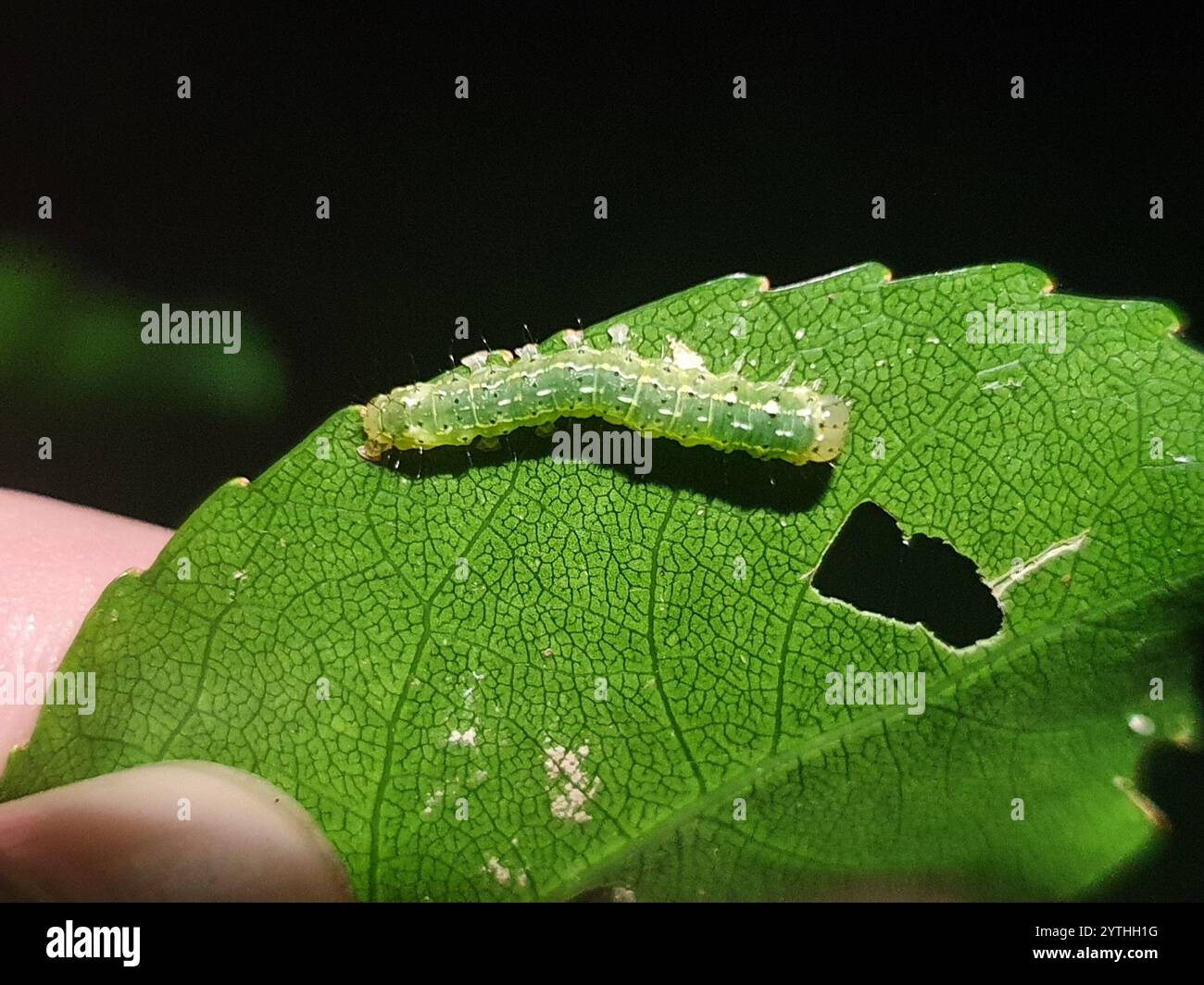 Mahoe moth hi-res stock photography and images - Alamy
