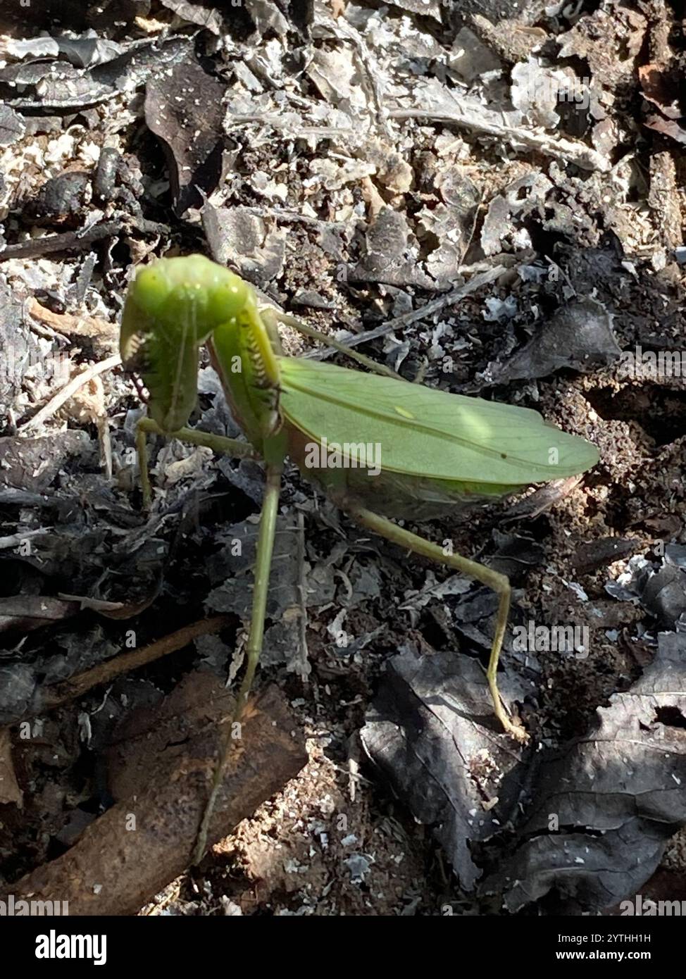 Giant Asian Mantises (Hierodula Stock Photo - Alamy