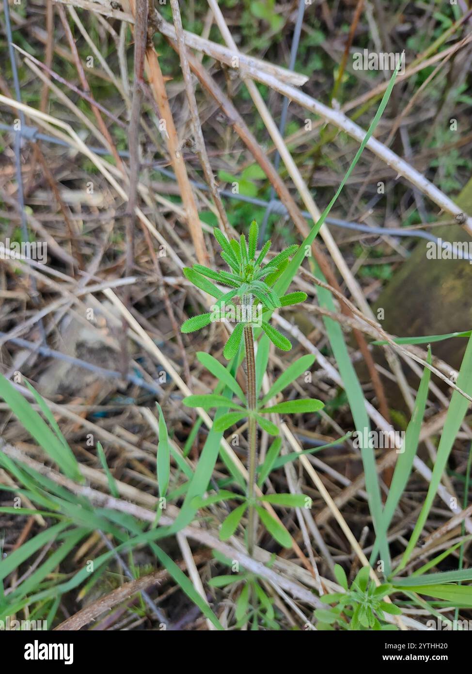 catchweed bedstraw (Galium aparine Stock Photo - Alamy