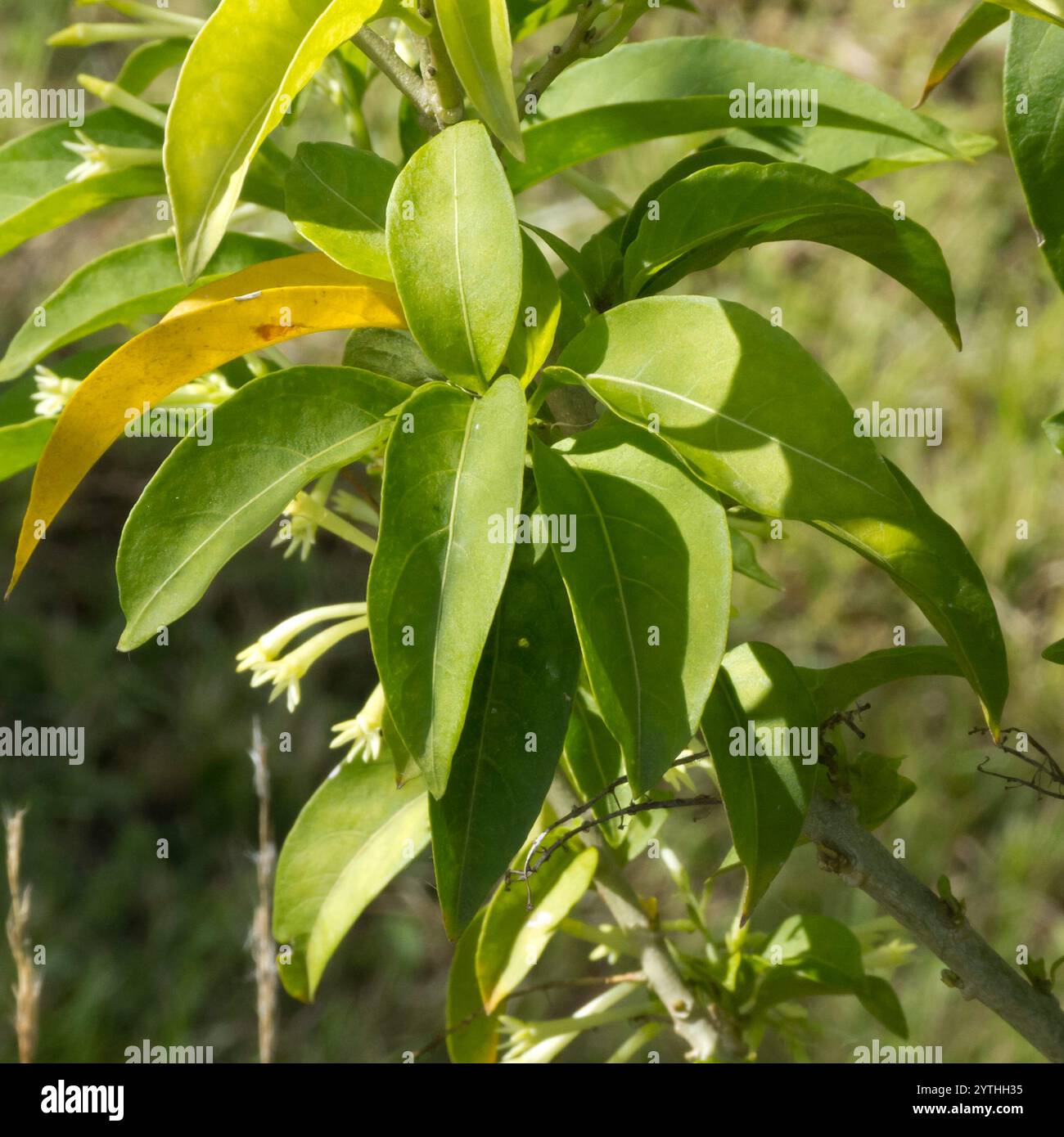 night jessamine (Cestrum nocturnum Stock Photo - Alamy