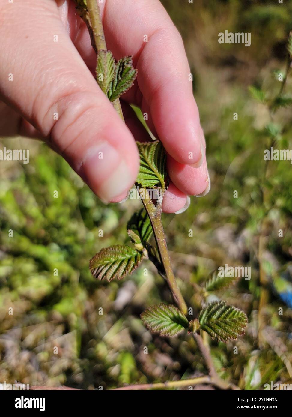 Red Alder (Alnus rubra Stock Photo - Alamy