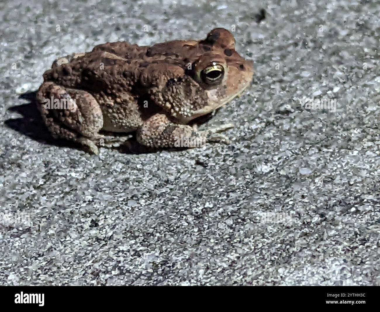 Fowler's Toad (Anaxyrus fowleri Stock Photo - Alamy